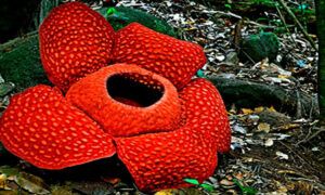 Fauna y Flora de la Región Amazonía | Colombia Guía 2025
