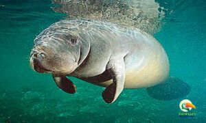 Fauna y Flora de la Región Amazonía | Colombia Guía 2025