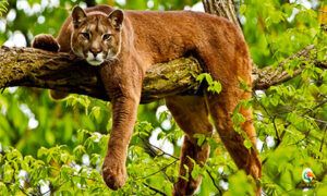 Fauna y Flora de la Región Amazonía | Colombia Guía 2025