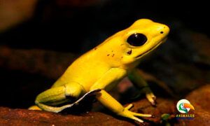 Fauna y Flora de la Región Amazonía | Colombia Guía 2025