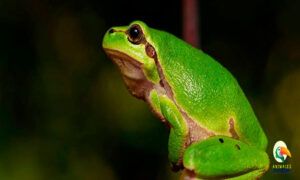 Fauna y Flora de la Región Amazonía | Colombia Guía 2025