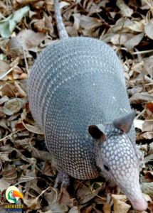 El Armadillo de la Amazonía colombiana - Guía 2025