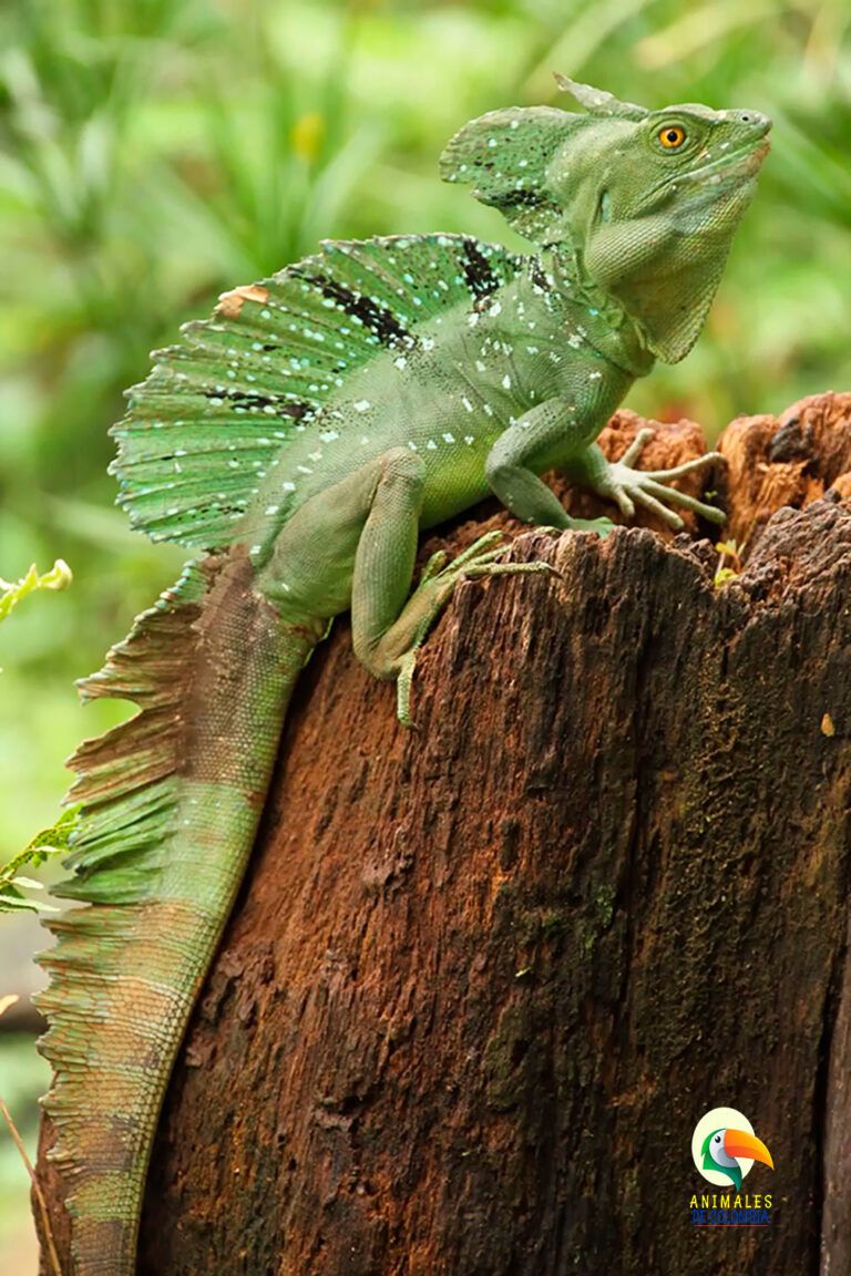 El Lagarto Basílisco El Rey del Color - Guía 2025