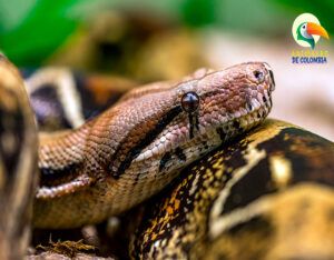 Boa Constrictor: Un Análisis Completo de una Serpiente Impresionante - Guía 2025