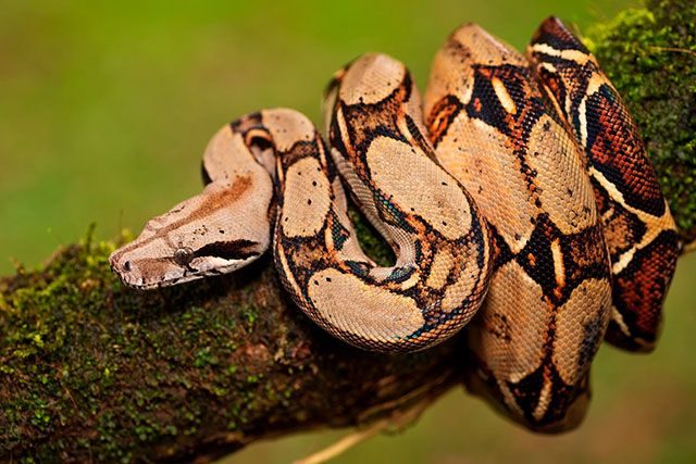 Descubriendo el Amazonas Colombiano: un viaje hacia lo desconocido