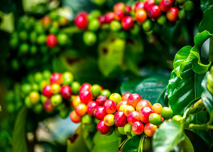 ☕ El eje cafetero colombiano: la cuna del mejor café del mundo