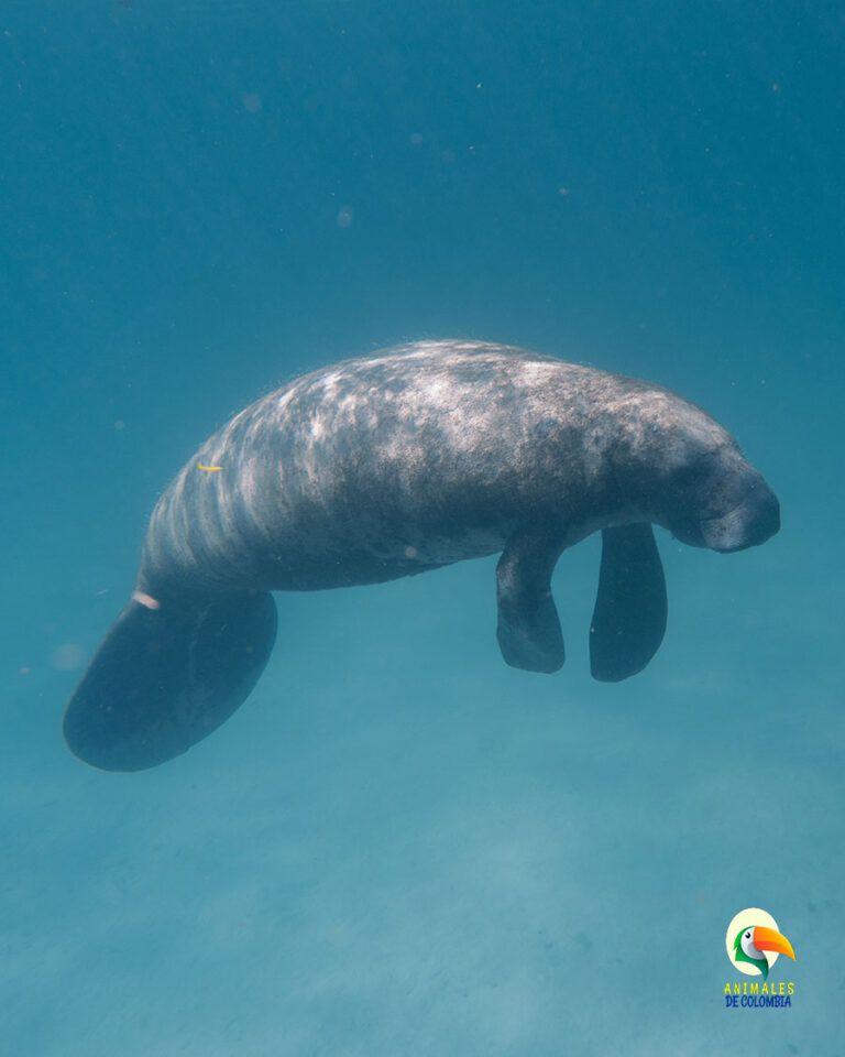 El Manatí del Amazonas - Guía 2025