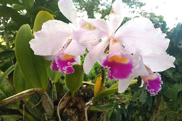 Descubriendo el Amazonas Colombiano: un viaje hacia lo desconocido