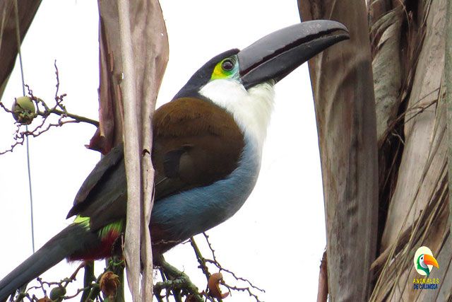 Nutria Gigante del Río Amazonas - Guía 2023