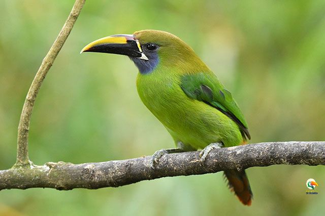 Nutria Gigante del Río Amazonas - Guía 2023