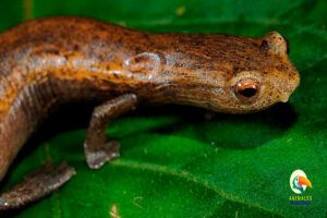 Salamandra de cola aplanada de la Amazonía - Guía 2025