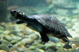 Tortuga Charapa de la Amazonía - Guía 2025