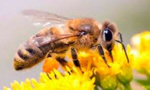Fauna y Flora Región Andina | Colombia Guía 2025