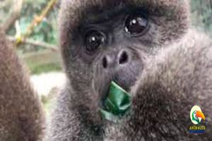 Mono Lanudo de Colombia - Guía 2024