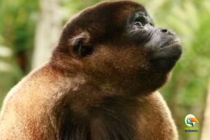 Mono Lanudo de Colombia - Guía 2024