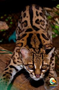 El Enigma del Tigrillo El Pequeño Leopardo Tigre - Guía 2024