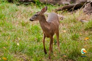 Venado Cola Blanca: El rey de los bosques - Guía 2025