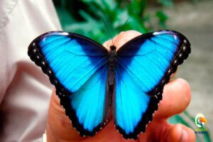 Morpho Menelaus: La mariposa más llamativa de América - Guía 2025