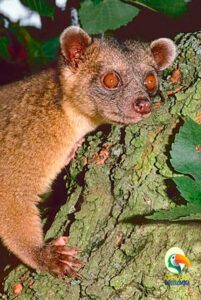 El Olingo: Encantador mamífero arbóreo de Colombia - Guía 2025