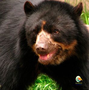 El Oso Andino: Joya de los Andes - Guía 2025