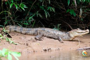 Descifrando El Mundo De Las Babillas - Guía 2025