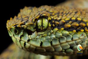 Explora la Magia de la Víbora de Pestañas - Guía 2025