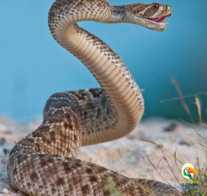 El misterioso encanto de la serpiente Cascabel Guía 2025