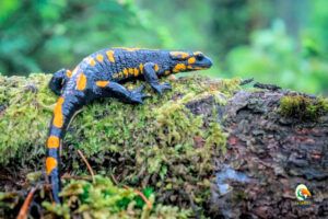 La Fascinación de las Salamandras Caudatas - Guía 2025