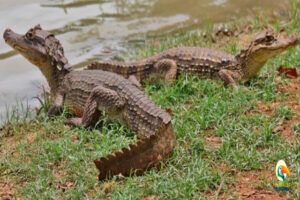 Descifrando El Mundo De Las Babillas - Guía 2025