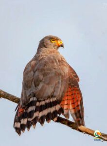 Gavilán Caminero: El ave rapaz de los caminos - Guía 2025