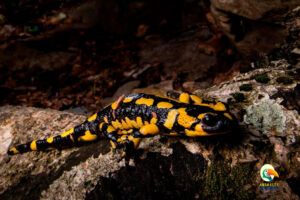 La Fascinación de las Salamandras Caudatas - Guía 2025