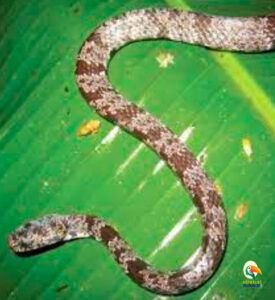 Descubriendo la Maravilla de la Culebra Caracolera Jaspeada - Guía 2025