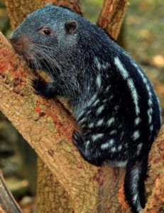 Pacarana: El roedor más grande de Sudamérica - Guía 2024