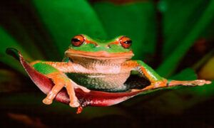 Flora y Fauna Región Pacífica de Colombia - Guía 2025