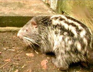 Pacarana: El roedor más grande de Sudamérica - Guía 2024