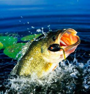 Róbalo Negro: Todo lo que necesitas saber sobre este pez - Guía 2024