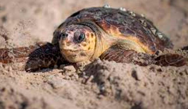 Tortuga Caguama: Gigante del Mar - Descubre sus Secretos - Guía 2025
