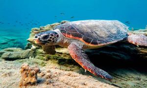 Flora y Fauna Región Pacífica de Colombia - Guía 2025