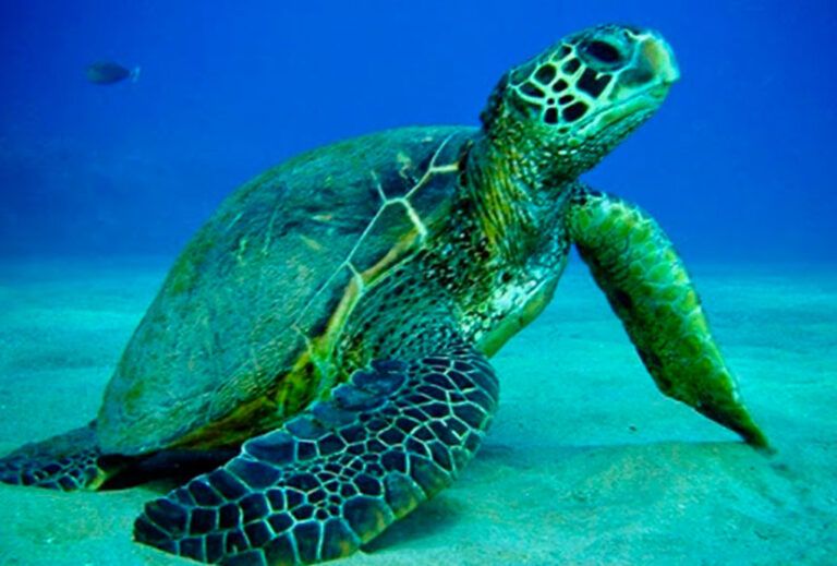 Tortuga Caguama: Gigante del Mar - Descubre sus Secretos - Guía 2025