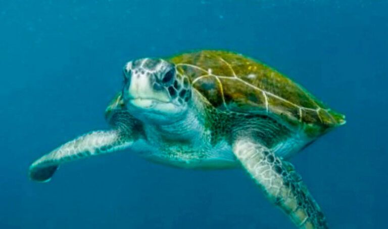 Tortuga Verde: Todo lo que necesitas saber - Guía 2025