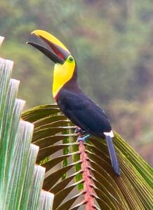 Tucán del Chocó: Un ave colorida y fascinante del bosque tropical ...