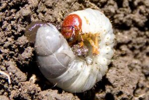 Gusano Mojojoy: el superalimento amazónico - Guía 2025