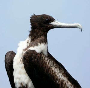 Fragata Real: Características, comportamiento y curiosidades - Guía 2025