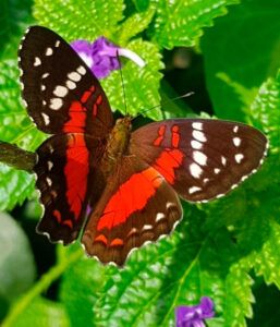 Mariposa Pavo Real Roja: Características, Hábitat y Ciclo de Vida ...