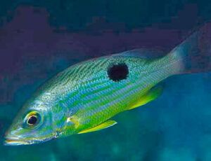 Pargo Lunarejo: Características, hábitat, alimentación y pesca - Guía 2024