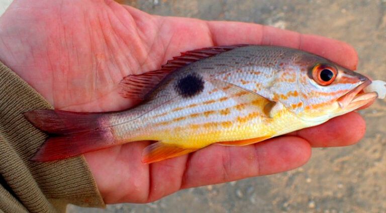 Pargo Lunarejo: Características, hábitat, alimentación y pesca - Guía 2024