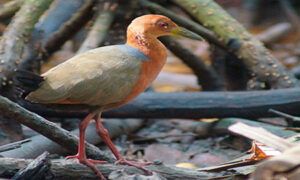 Flora y Fauna Región Pacífica de Colombia - Guía 2025