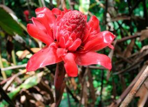 Bastón de Emperador todo lo que necesitas saber sobre la planta - Guía 2025