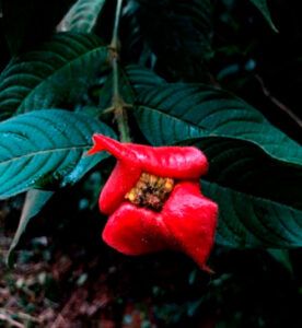 Labios Ardientes La planta medicinal con flores rojas - Guía 2025