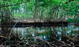Flora y Fauna Región Insular de Colombia - Guía 2025